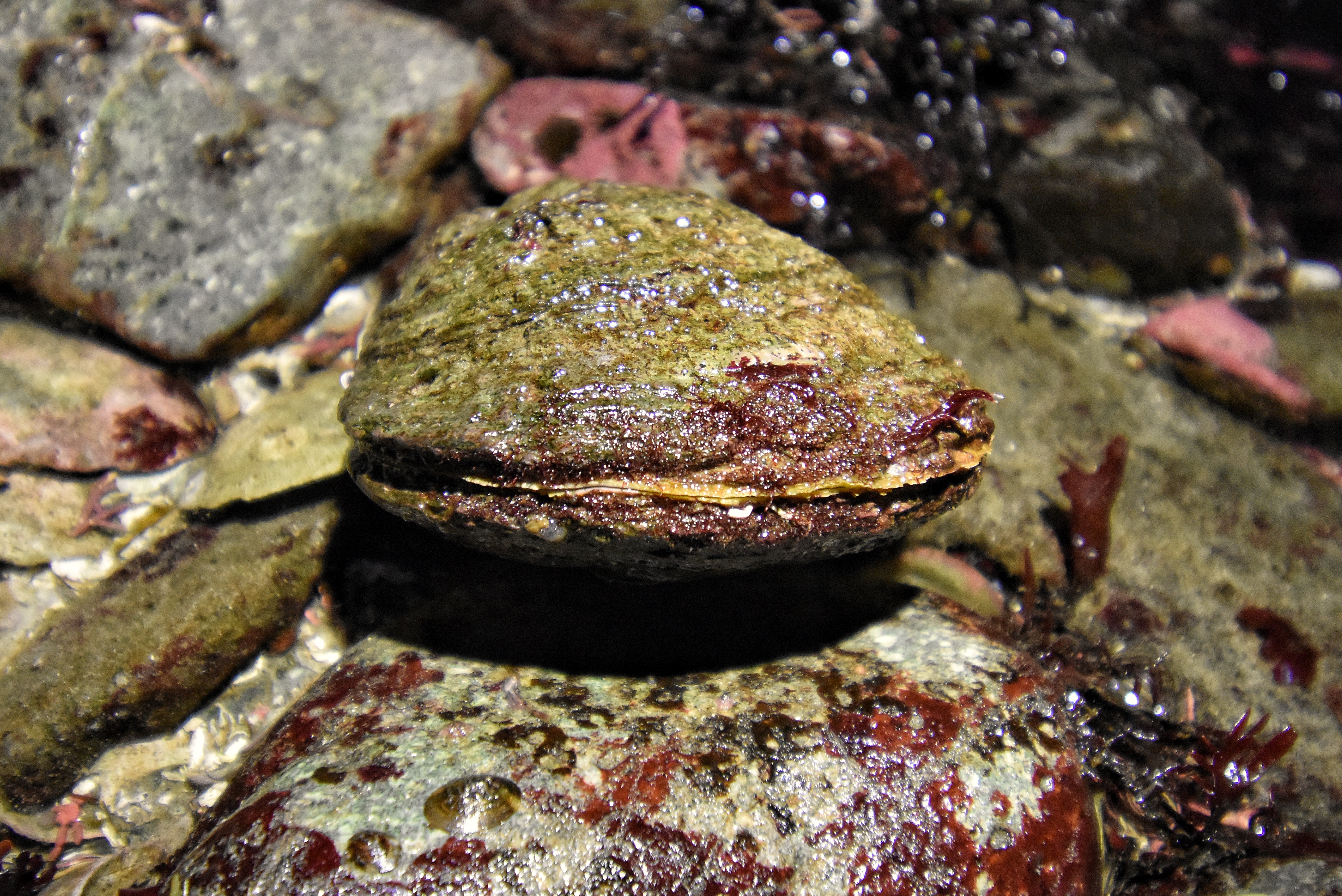 Tide Pooling – BENEATH THE ISLAND